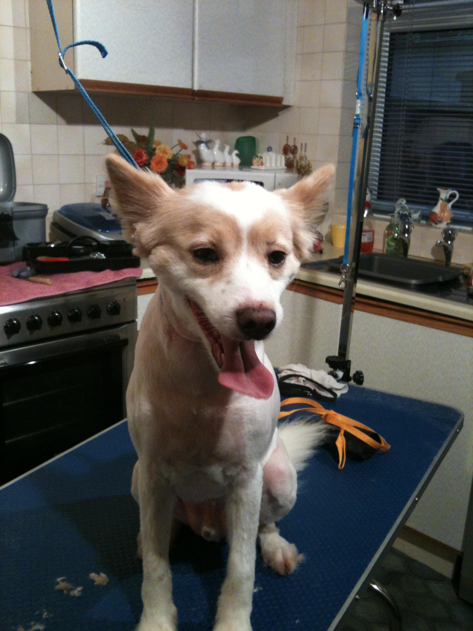 How To Find The Best Dog Groomer