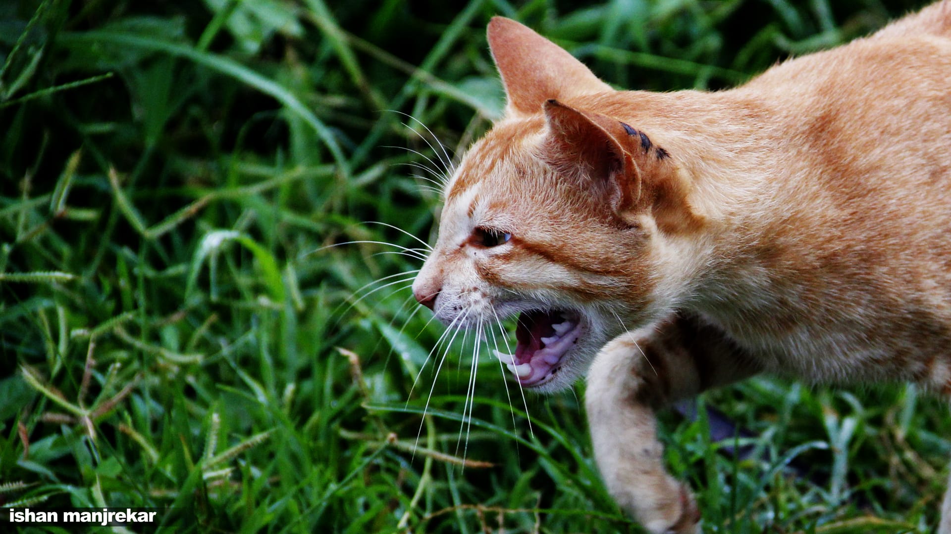 Chatty Catties: What A Cat's Language Means