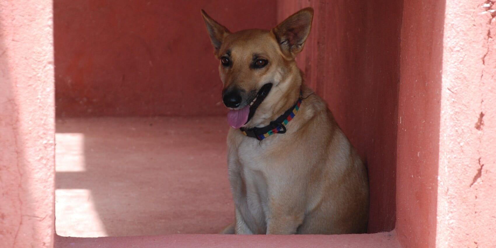 How to Keep Your Pet Cool This Summer