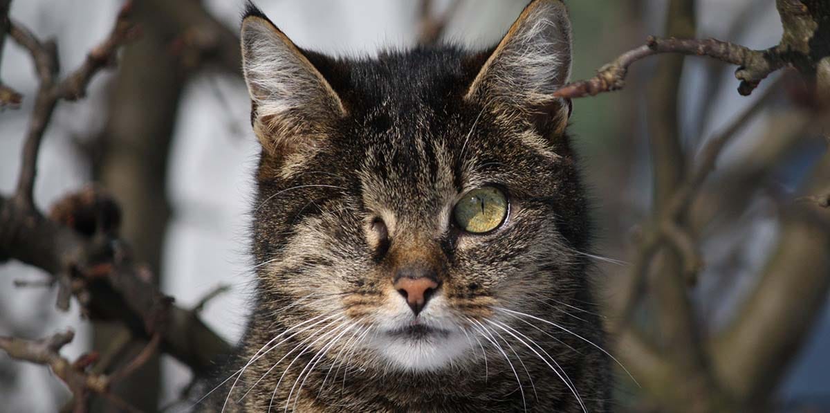 Adopting Feral Cats: Tips to Integrate Wild Cats Into Your Home