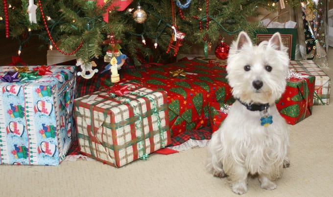 12 Steps to Cat and Dog-Proof Your Christmas Tree
