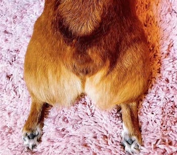 What Is a Sploot? Definition, Examples, and Cuteness Overload