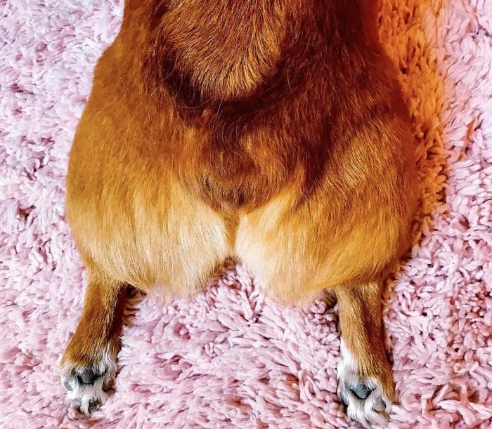 What Is a Sploot? Definition, Examples, and Cuteness Overload