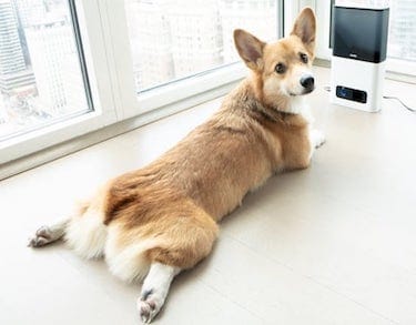 What Is a Sploot? Definition, Examples, and Cuteness Overload