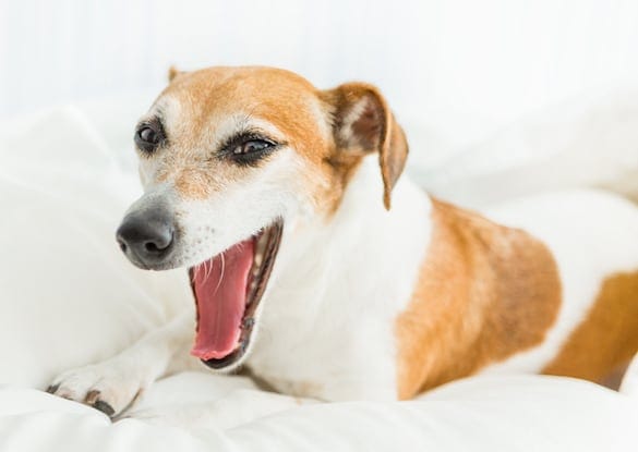 Kennel Cough in Dogs - Symptoms, Treatment & Prevention