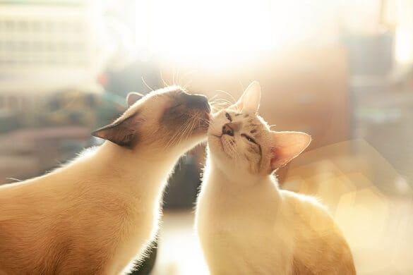 Can Cats and Dogs be Gay? Let’s Ask Science