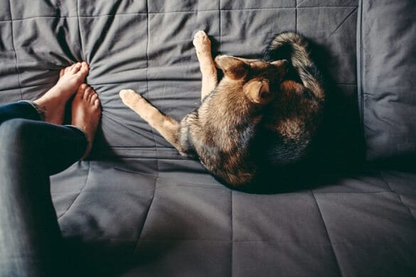 Why Do Dogs Chase Their Tails?