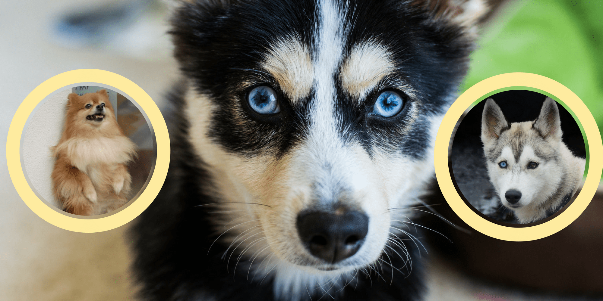 Eight Adorable Doggy Breed Mashups You Have to See