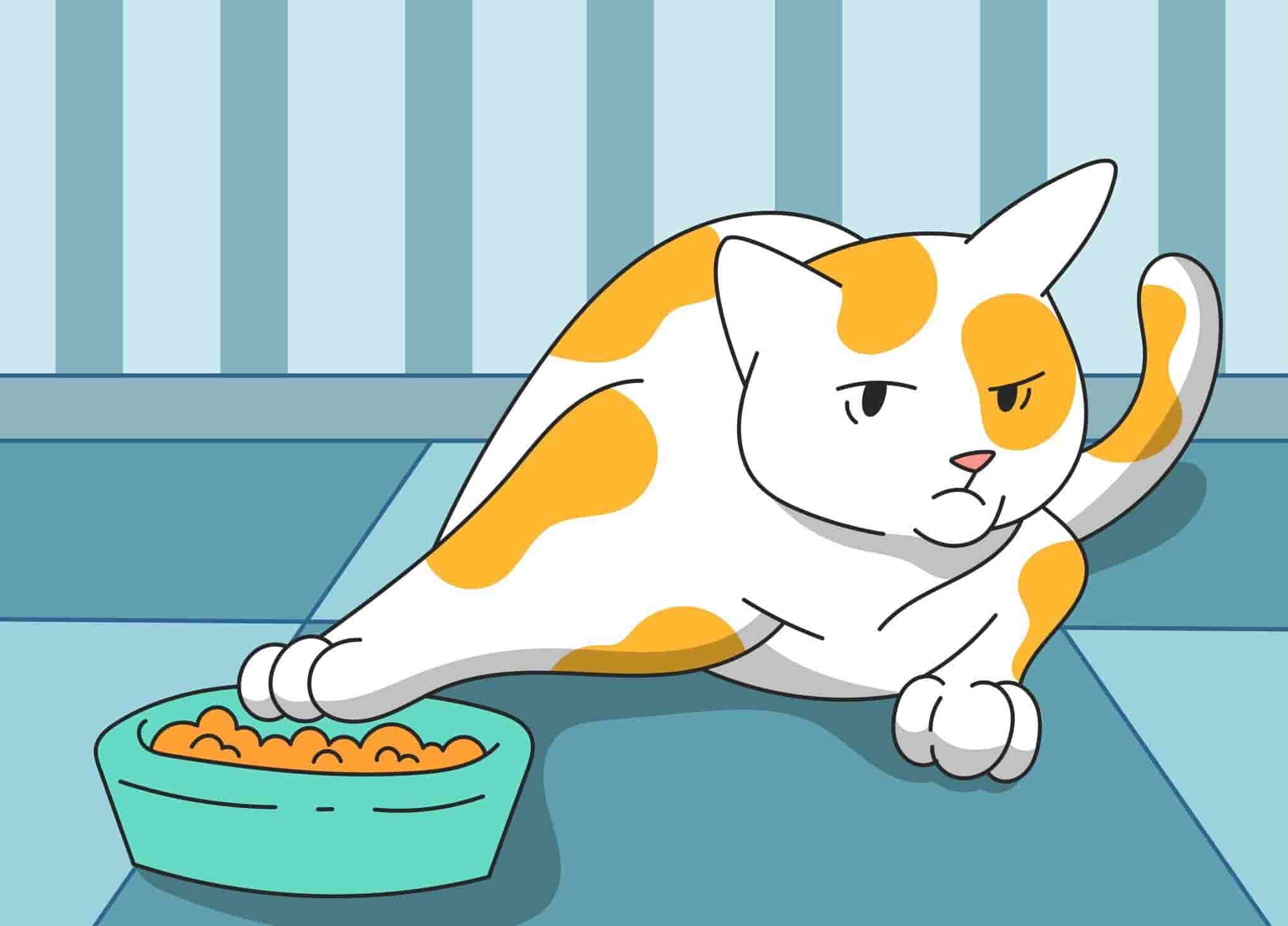 Cat Not Eating: Reasons and Solutions for Anorexia in Cats