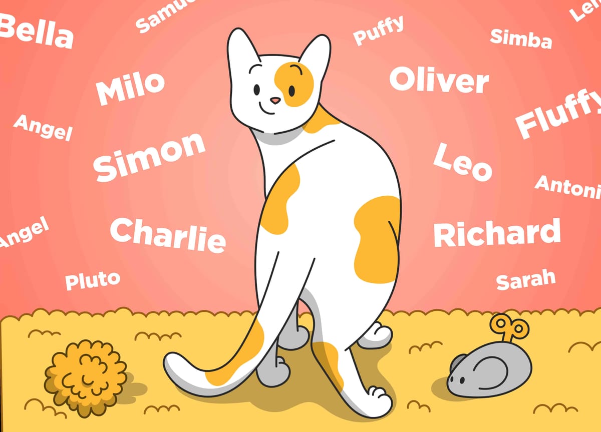 How Should you Name your Cat: Generator, Tips and Ideas