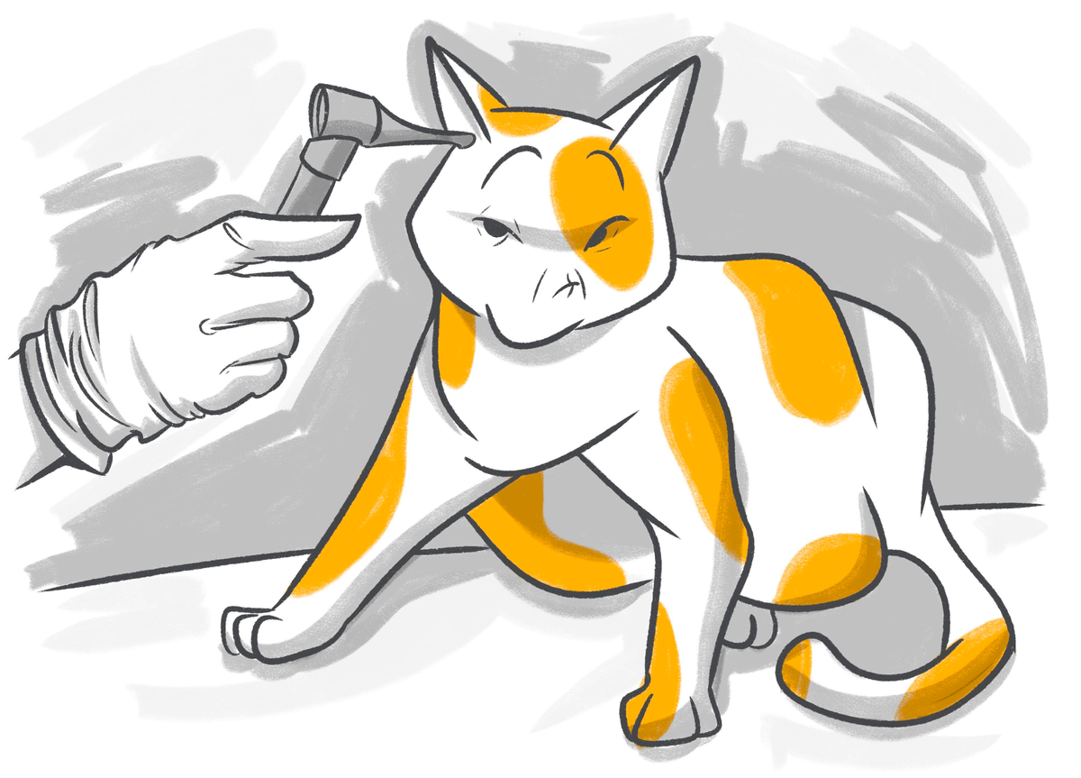 How to Recognize and Address Ear Infections in Cats?