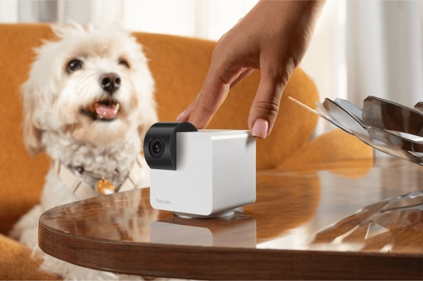 Introducing the Petcube Cam 360